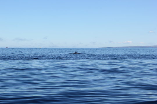 รูปภาพMinkwal – เลือกดูภาพถ่ายสต็อก เวกเตอร์ และวิดีโอ13 | Adobe Stock