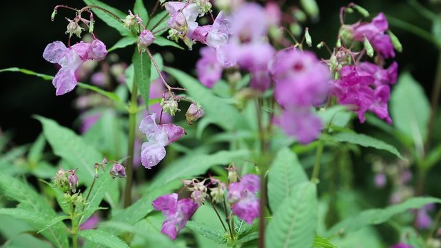 Imagens de Snapweed – Explore Fotografias do Stock, Vetores e Vídeos de ...