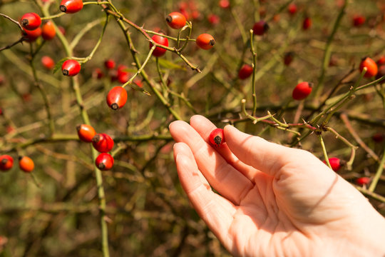 Wild-Brier Images – Browse 368 Stock Photos, Vectors, and Video | Adobe ...