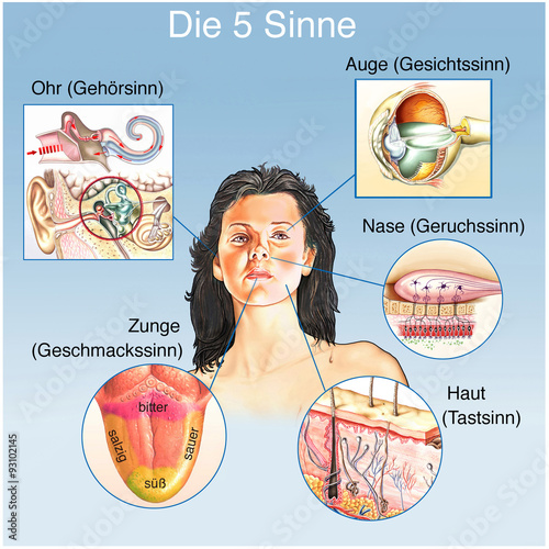 "Die fünf Sinne des Menschen" Stockfotos und lizenzfreie Bilder auf ...
