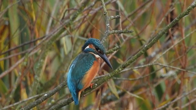 Alcedo Images – Browse 16,741 Stock Photos, Vectors, and Video | Adobe ...