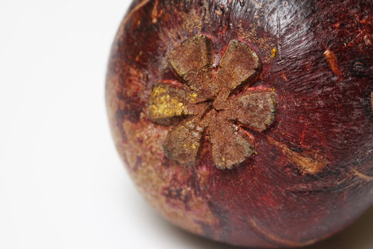 Mangustin Images – Browse 36 Stock Photos, Vectors, and Video | Adobe Stock