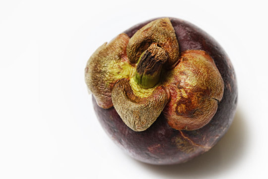 Mangustin Images – Browse 36 Stock Photos, Vectors, and Video | Adobe Stock