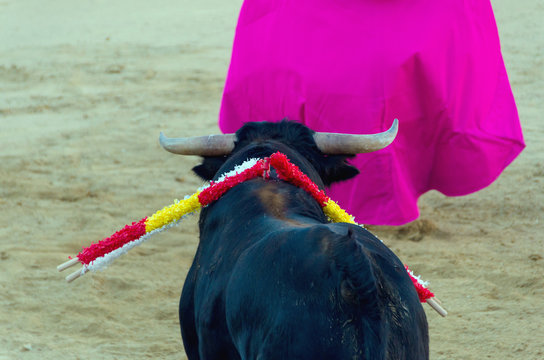Bullfighting Images – Browse 32,508 Stock Photos, Vectors, and Video ...