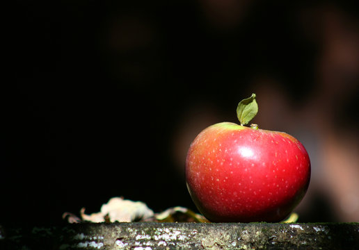 รูปภาพ"Mela – เลือกดูภาพถ่ายสต็อก เวกเตอร์ และวิดีโอ17,398 | Adobe Stock