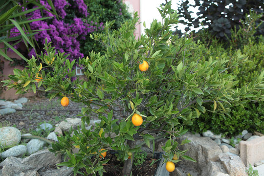 Citronnier Images – Browse 992 Stock Photos, Vectors, and Video | Adobe ...