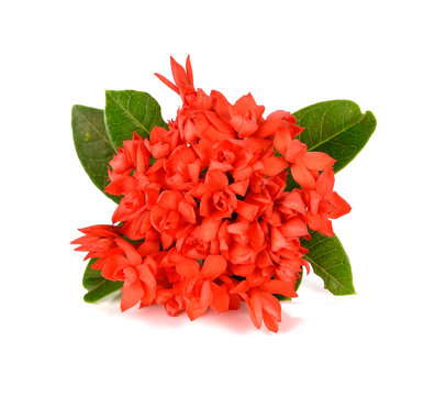 Faja Lobi Flower | Best Flower Site