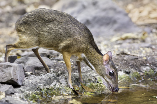 Philippine Mouse Deer Pilandok