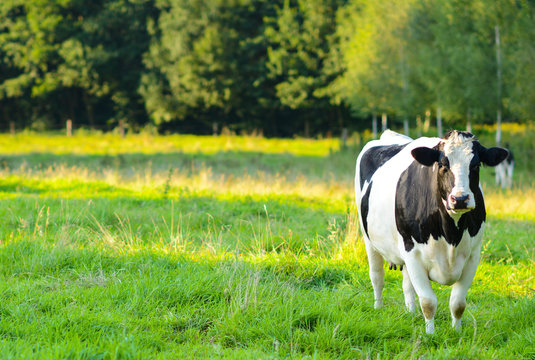Black And White Baby Cow Images – Browse 19,296 Stock Photos, Vectors ...
