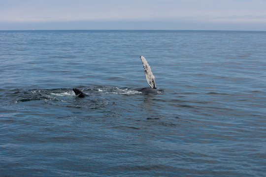 Furchenwale 画像 - 参照 25 Stock 写真、ベクターおよびビデオ | Adobe Stock