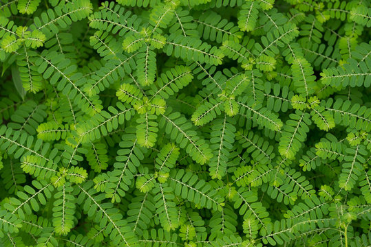 รูปภาพTamalaki – เลือกดูภาพถ่ายสต็อก เวกเตอร์ และวิดีโอ75 | Adobe Stock