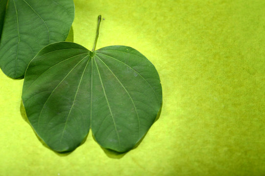 Apta Images – Browse 2,028 Stock Photos, Vectors, and Video | Adobe Stock