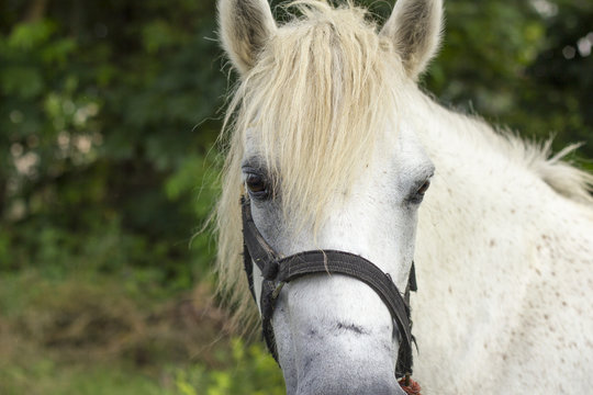 Docility Bilder – Durchsuchen 439 Archivfotos, Vektorgrafiken und ...
