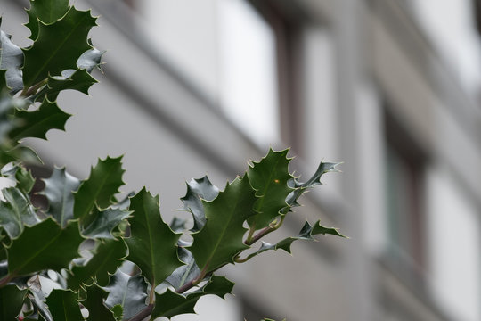 Spitzig bilder – Bläddra bland 460 stockfoton, vektorer och videor ...