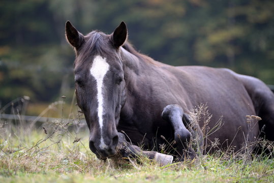 「Westernpferd」の画像 - 1,372 件の Stock 写真、ベクターおよびビデオ | Adobe Stock