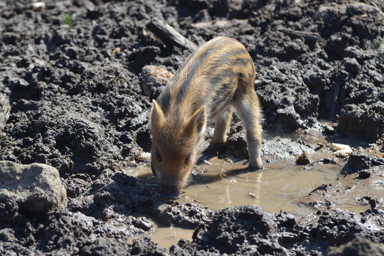 「Balgen」の画像 - 408 件の Stock 写真、ベクターおよびビデオ | Adobe Stock