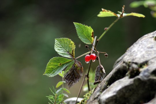 Imagens de Wildbeeren – Explore Fotografias do Stock, Vetores e Vídeos ...