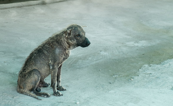 Haggish bilder – Bläddra bland 177 stockfoton, vektorer och videor ...