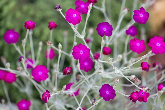 "Rose Campion" Images – Browse 831 Stock Photos, Vectors, and Video ...