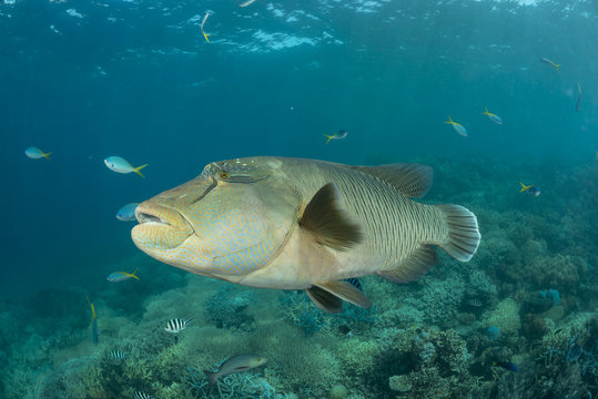 Imagens de Wrasse – Explore Fotografias do Stock, Vetores e Vídeos de ...