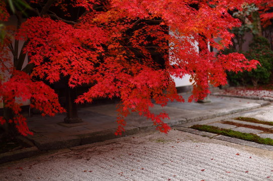 무궁화 이미지 찾아보기 9 528 스톡 사진 벡터 및 비디오 Adobe Stock