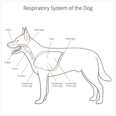 "dogs Respiratory System" photos, royalty-free images, graphics ...