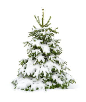 รูปภาพTannenbaum – เลือกดูภาพถ่ายสต็อก เวกเตอร์ และวิดีโอ55,978 | Adobe ...