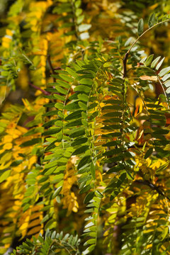 「Acacieae」の画像 - 776 件の Stock 写真、ベクターおよびビデオ | Adobe Stock