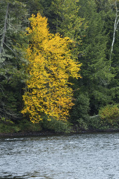 74 BEST Androscoggin IMAGES, STOCK PHOTOS & VECTORS | Adobe Stock