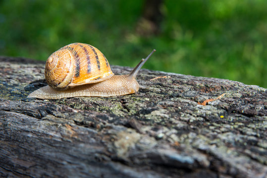 「Viscido」の写真素材 | 867件の無料イラスト画像 | Adobe Stock
