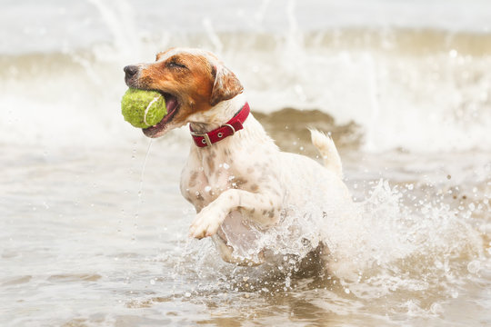 Dog Splash Images – Browse 27,845 Stock Photos, Vectors, and Video ...