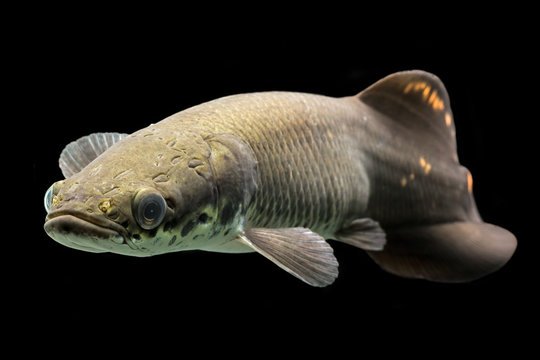 รูปภาพArapaima – เลือกดูภาพถ่ายสต็อก เวกเตอร์ และวิดีโอ641 | Adobe Stock
