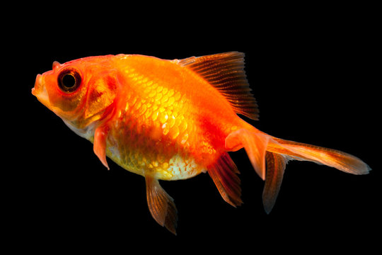 รูปภาพOranda – เลือกดูภาพถ่ายสต็อก เวกเตอร์ และวิดีโอ9,060 | Adobe Stock