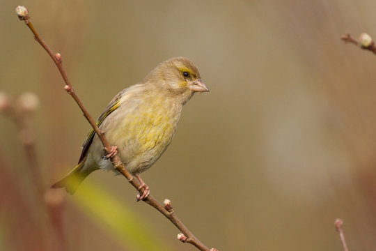 รูปภาพFinkenvogel – เลือกดูภาพถ่ายสต็อก เวกเตอร์ และวิดีโอ164 | Adobe Stock