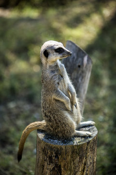 Mirket-Bilder: Stock-Fotos & -Videos. | Adobe Stock