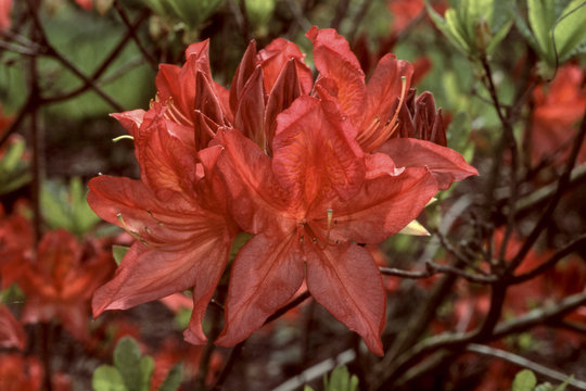 รูปภาพRhodendron – เลือกดูภาพถ่ายสต็อก เวกเตอร์ และวิดีโอ215 | Adobe Stock