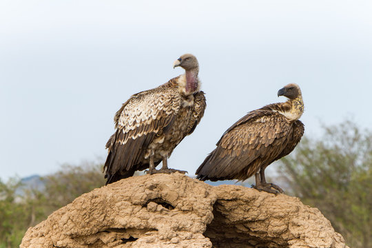 Pleitegeier Images – Parcourir 368 le catalogue de photos, vecteurs et ...