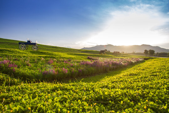 รูปภาพBoonrawd – เลือกดูภาพถ่ายสต็อก เวกเตอร์ และวิดีโอ86 | Adobe Stock
