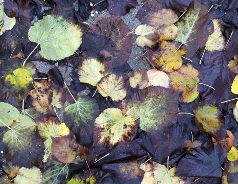 Cadute Images – Browse 572 Stock Photos, Vectors, and Video | Adobe Stock