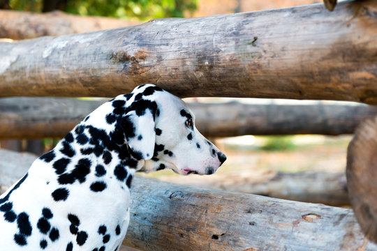 "Carriage Dog"-Bilder: Stock-Fotos & -Videos. | Adobe Stock