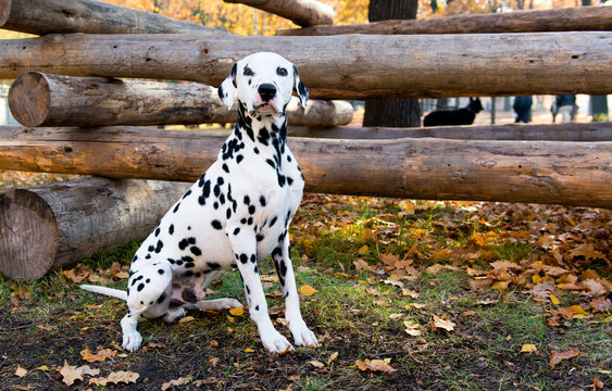"Carriage Dog"-Bilder: Stock-Fotos & -Videos. | Adobe Stock
