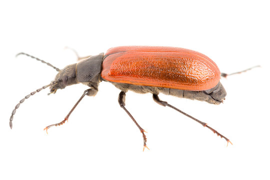 Orange Beetle Insect