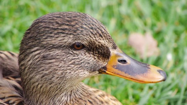 「Graznar」の写真素材 | 23件の無料イラスト画像 | Adobe Stock