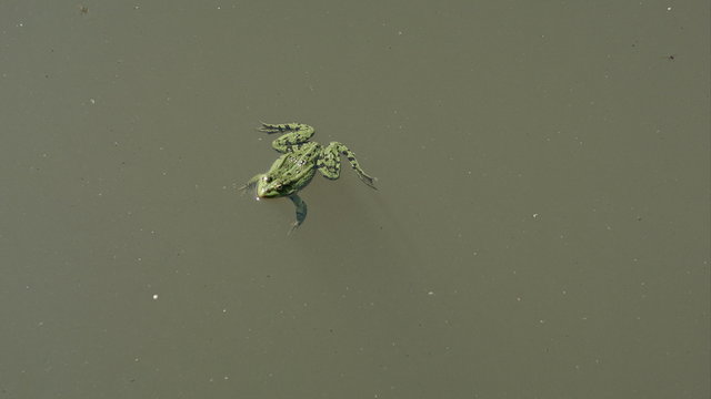 Batracian Images – Browse 81 Stock Photos, Vectors, and Video | Adobe Stock