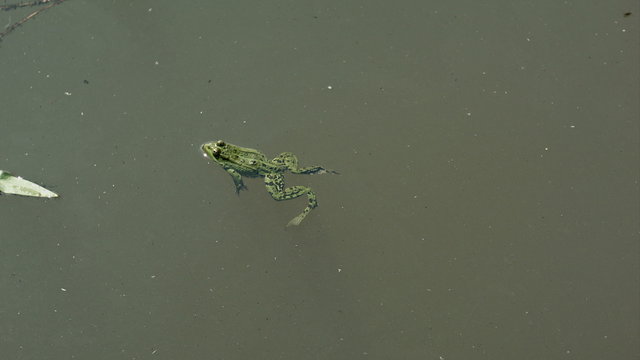 Batracian Images – Browse 81 Stock Photos, Vectors, and Video | Adobe Stock