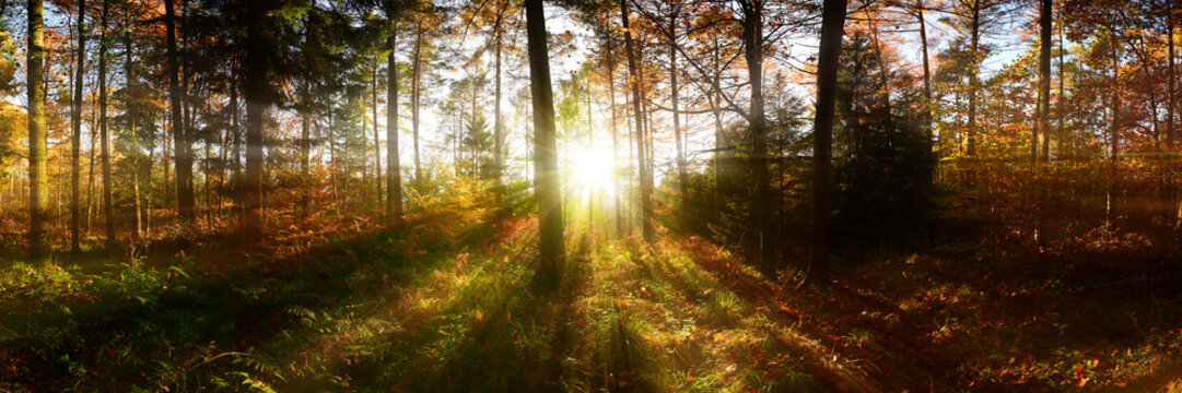 รูปภาพ"Wald – เลือกดูภาพถ่ายสต็อก เวกเตอร์ และวิดีโอ1,241,593 | Adobe Stock