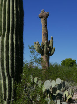 รูปภาพGrotesk – เลือกดูภาพถ่ายสต็อก เวกเตอร์ และวิดีโอ567 | Adobe Stock