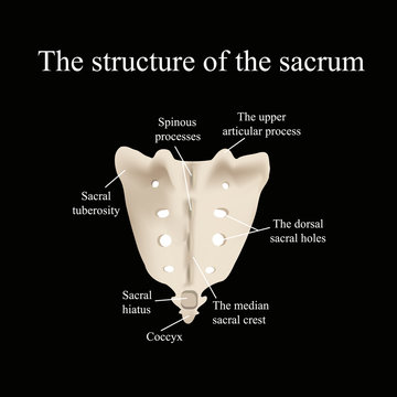 รูปภาพSacrum – เลือกดูภาพถ่ายสต็อก เวกเตอร์ และวิดีโอ15,017 | Adobe Stock