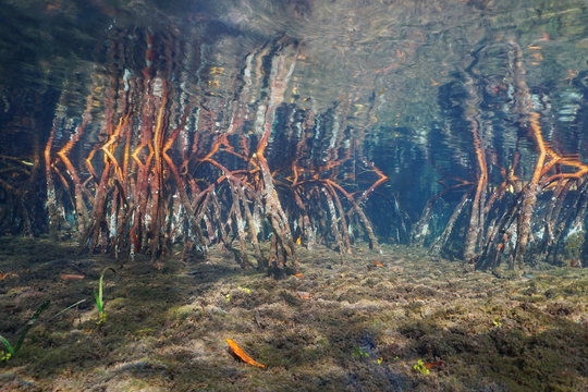 "Tree Roots Underwater" Images – Browse 18 Stock Photos, Vectors, and ...
