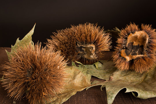 รูปภาพCastagna – เลือกดูภาพถ่ายสต็อก เวกเตอร์ และวิดีโอ3,388 | Adobe Stock